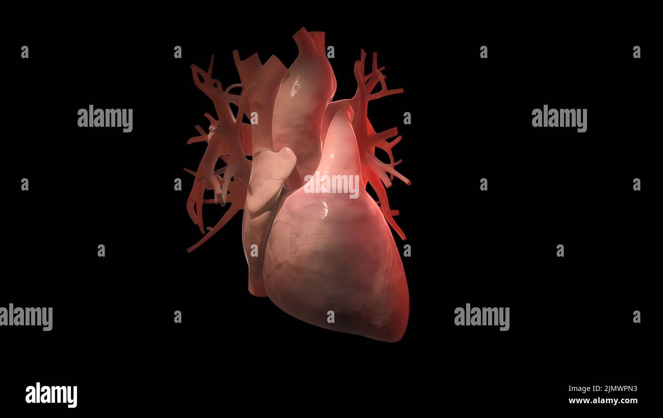 Heart anatomy interior hi-res stock photography and images - Alamy