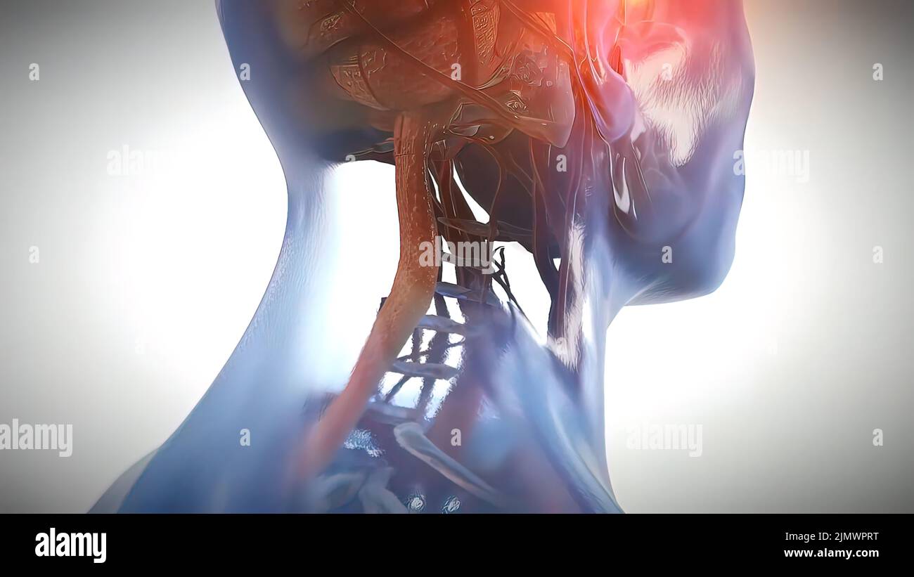 Neuro connections hi-res stock photography and images - Alamy