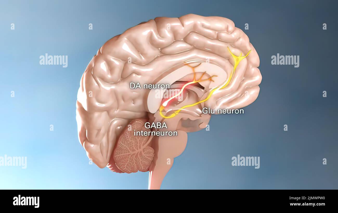 Neural activities hi-res stock photography and images - Alamy
