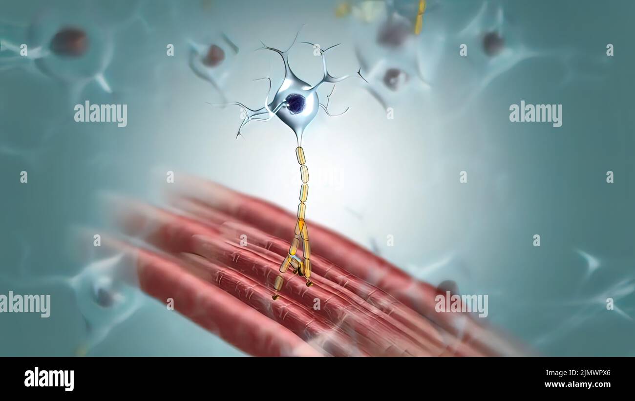 Axon muscle hi-res stock photography and images - Alamy