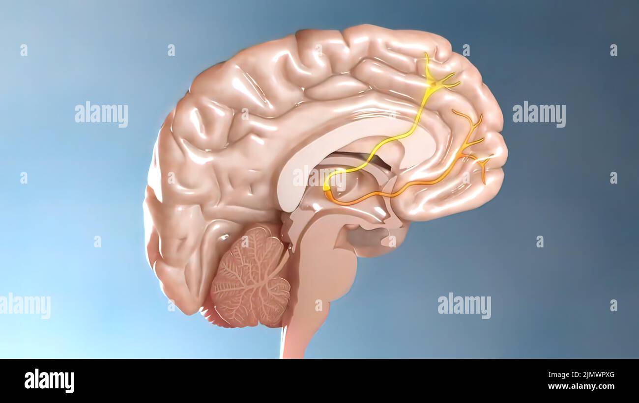 Neural activities hi-res stock photography and images - Alamy