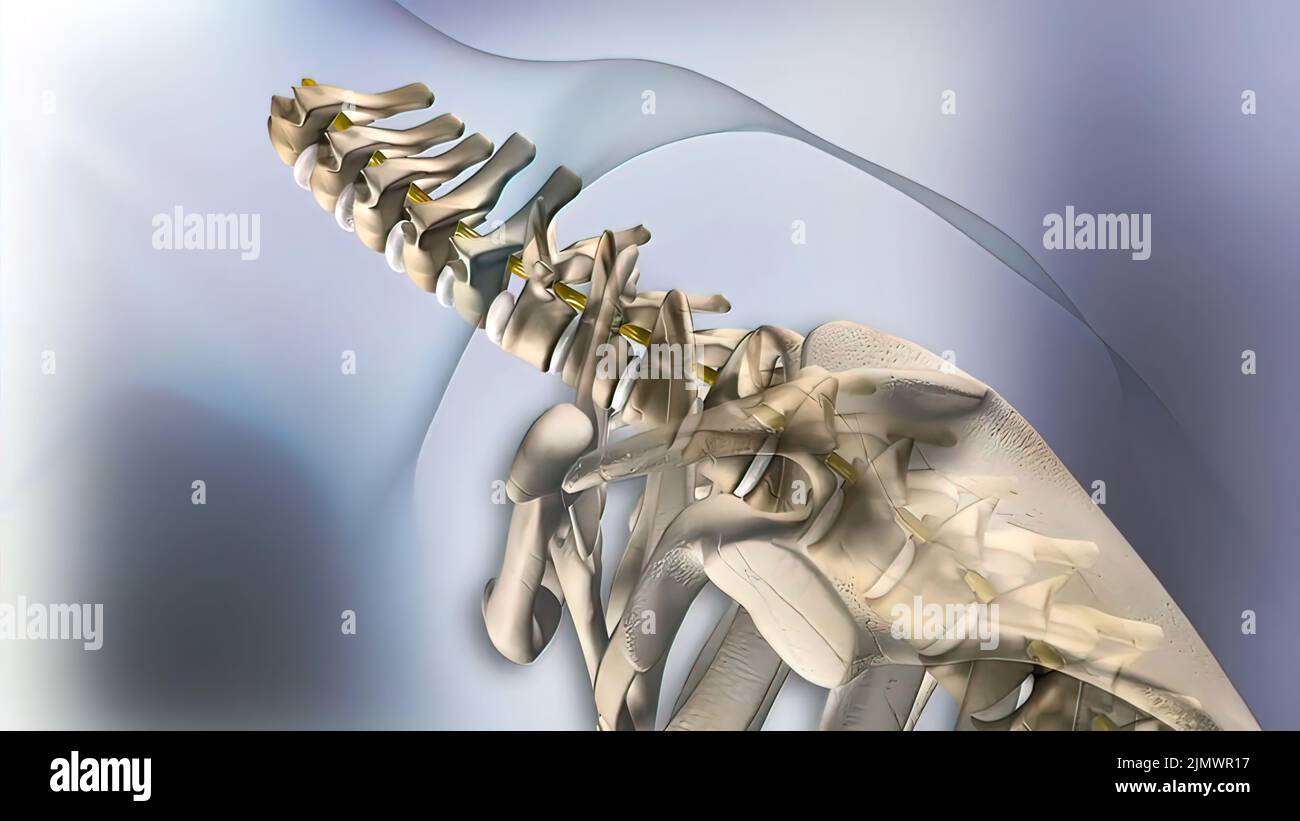 Lumbar nerve hi-res stock photography and images - Alamy