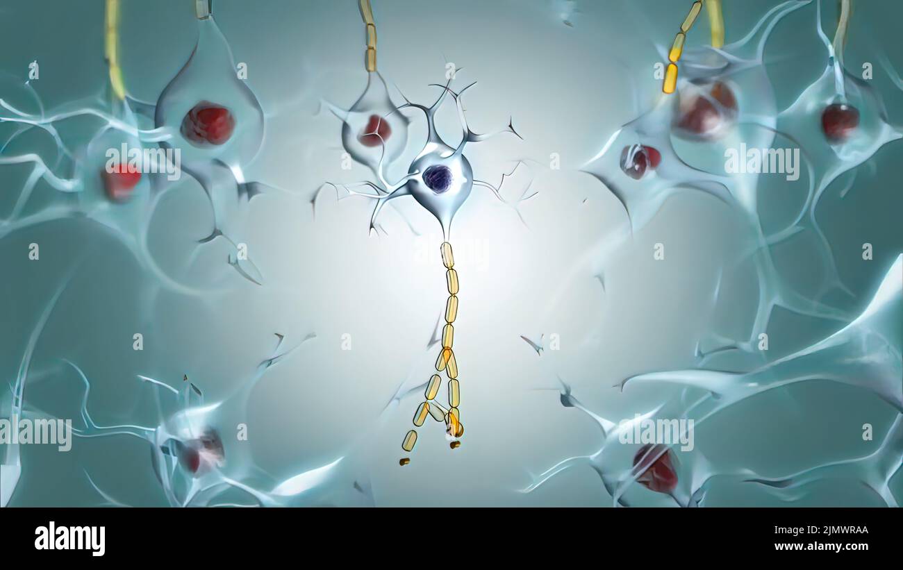 Axon muscle hi-res stock photography and images - Alamy