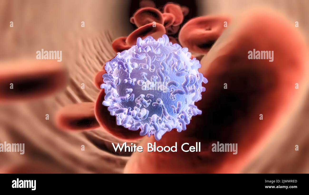 Human neutrophil cell hi-res stock photography and images - Alamy