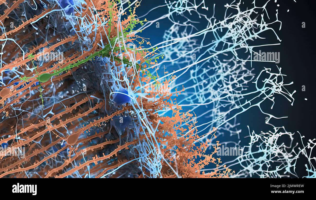 Capillary loop hi-res stock photography and images - Alamy