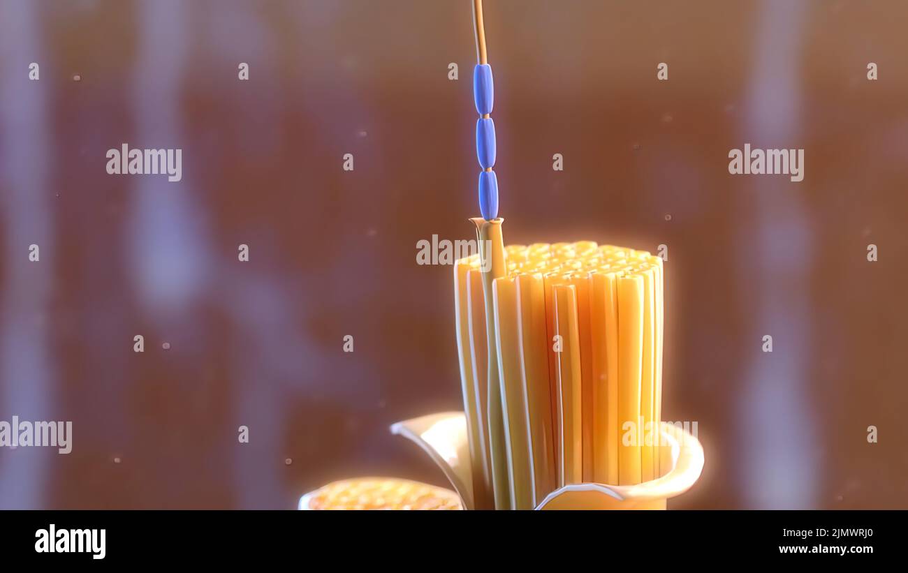 Neurons electrical light hi-res stock photography and images - Alamy