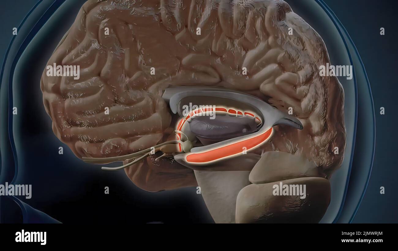 Hippocampus brain anatomy hi-res stock photography and images - Alamy