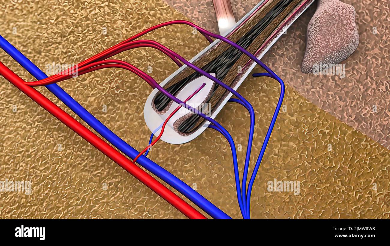 Capillary system with blood cells hi-res stock photography and images ...