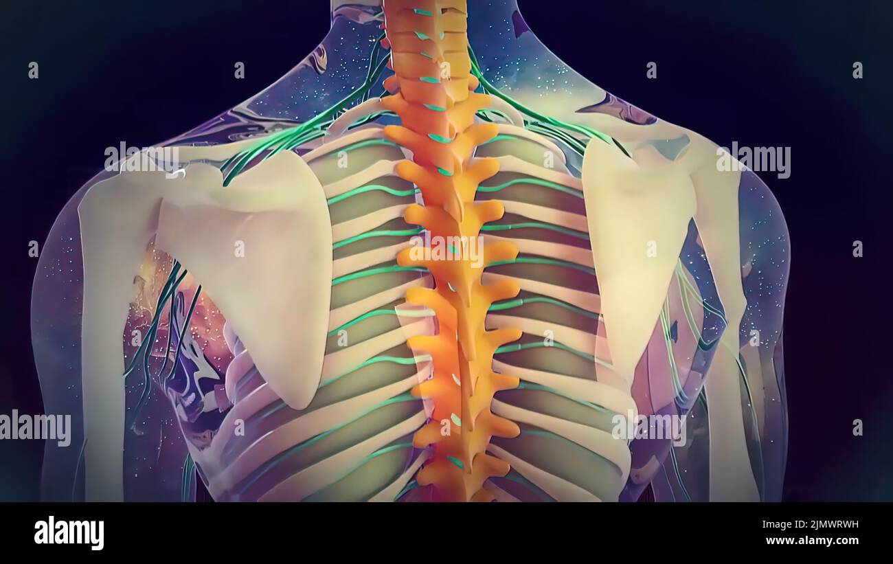 Sensory fibers hi-res stock photography and images - Alamy