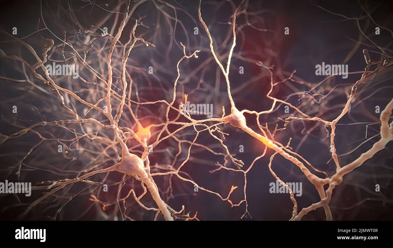 Neural brain anatomy neuron hi-res stock photography and images - Alamy