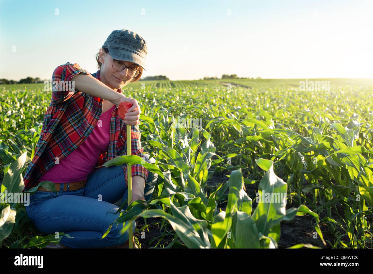 Middle age female caucasian maize farmer with tape measure kneeled for ...