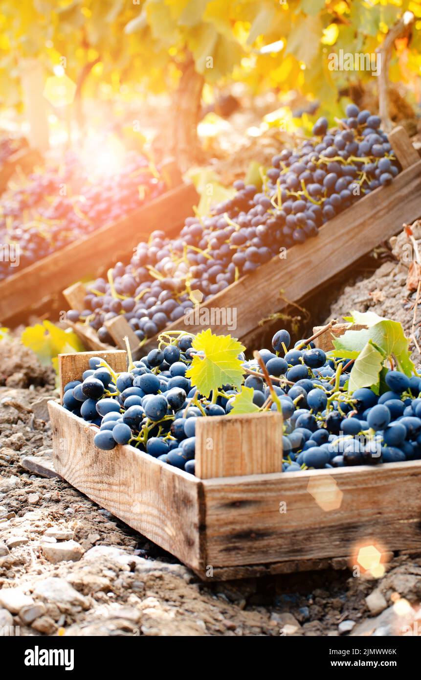 Wooden crates fool of harvested grapes at vineyard sunset time Stock ...