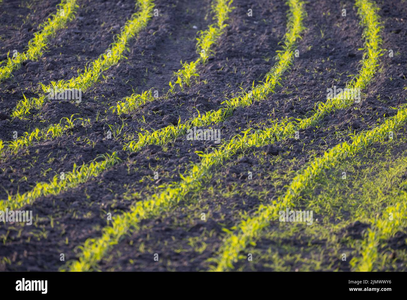 Farm field with Rows of young corn shoots on a cornfield, rural ...
