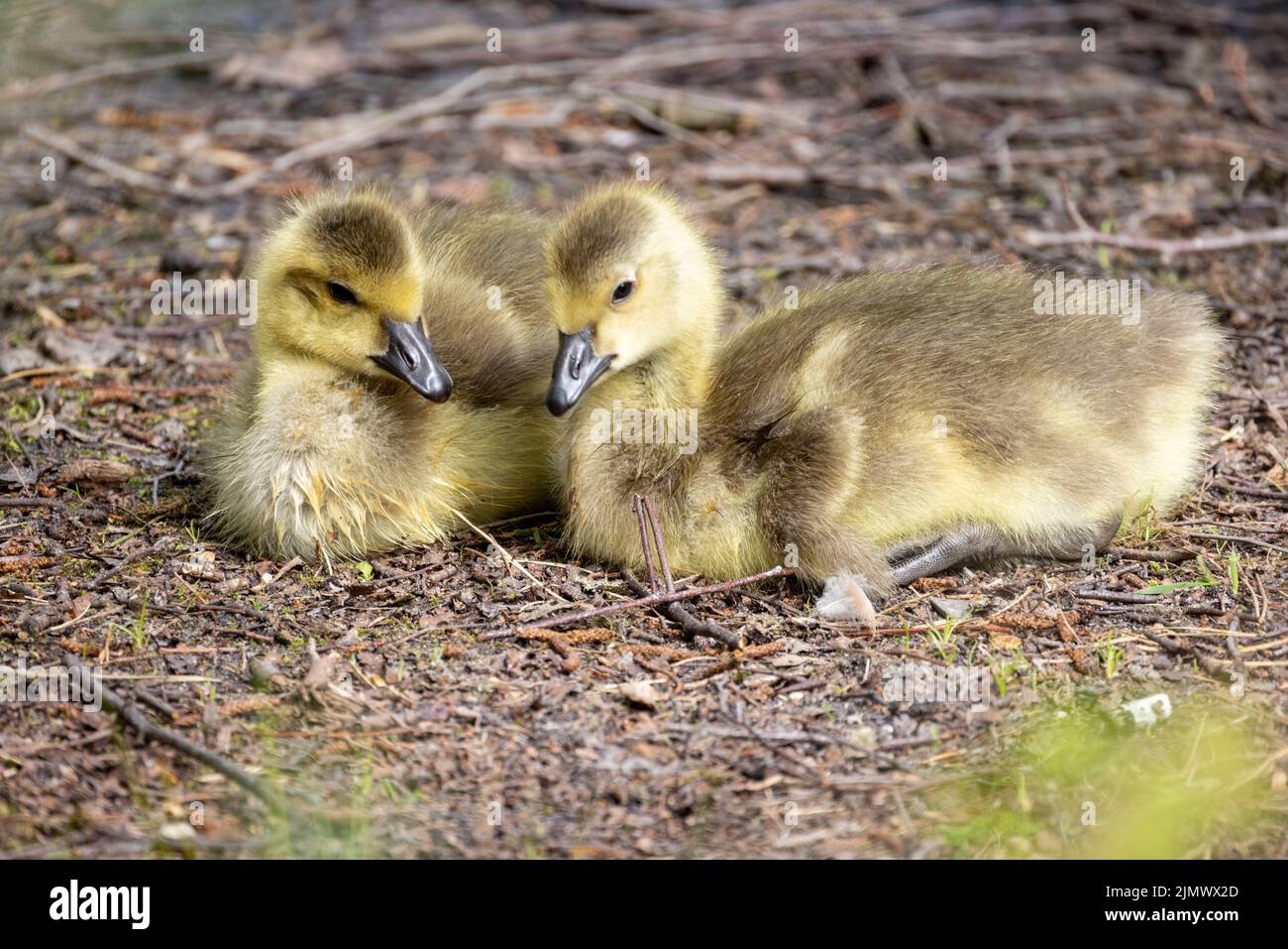 Two Baby Canada Geese, Branta canadensis, or goslings Resting on the ...