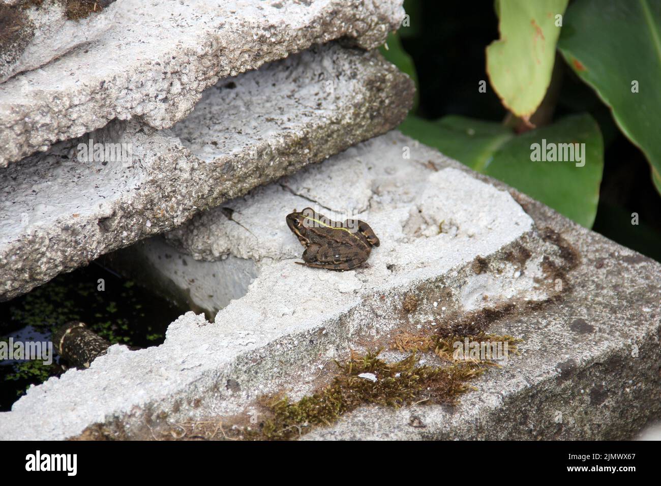 Brown frog with a green stripe on its back sitting on a concrete curb ...