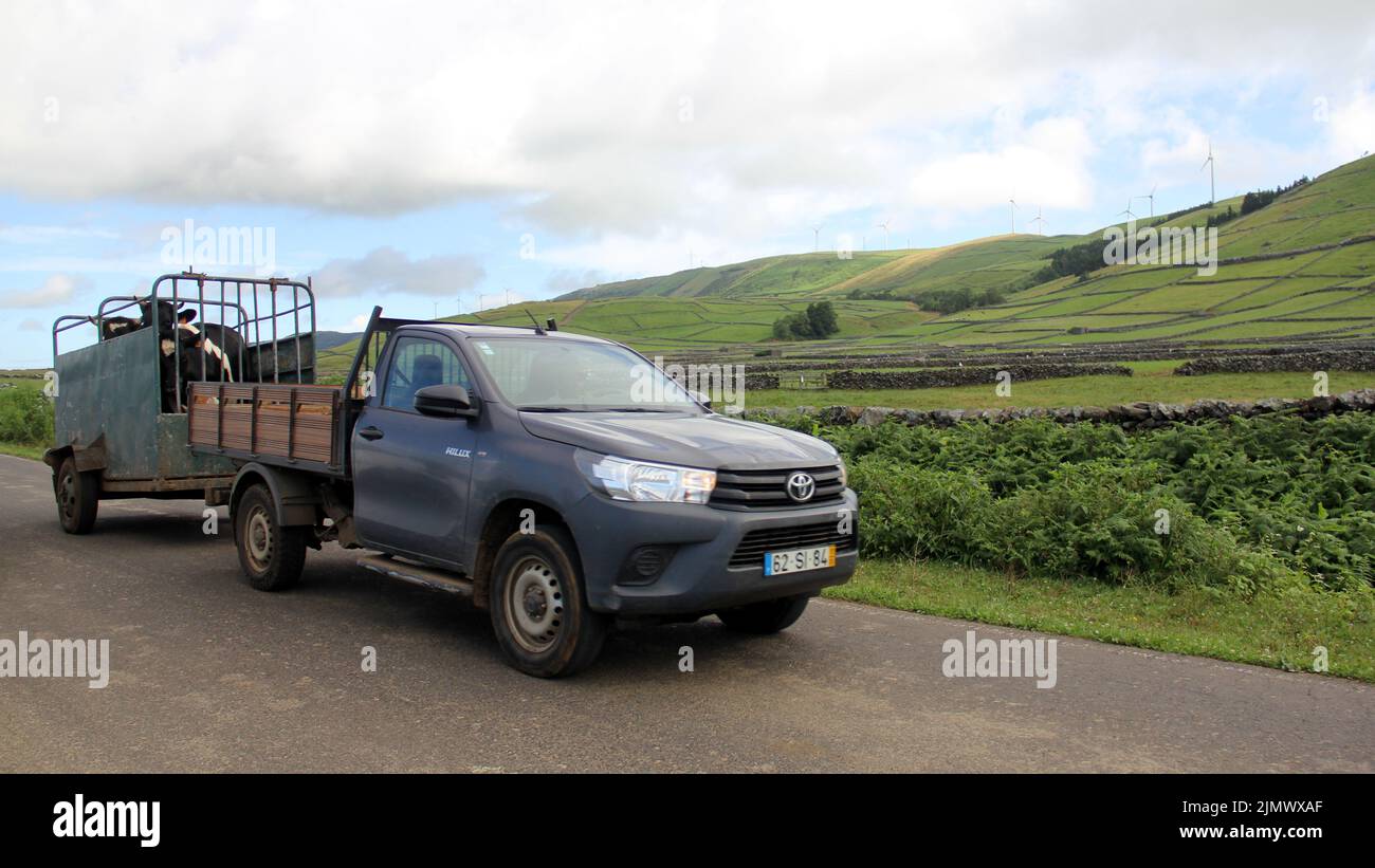 Toyota pickup truck with trailer moving cows on a rural road, Terceira ...
