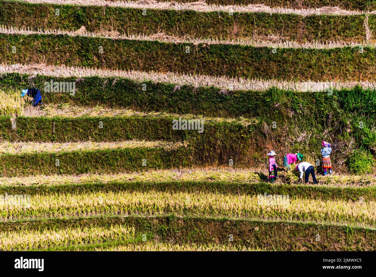 Self-sufficient labor-intensive farming in Mu Cang Chai District Stock ...