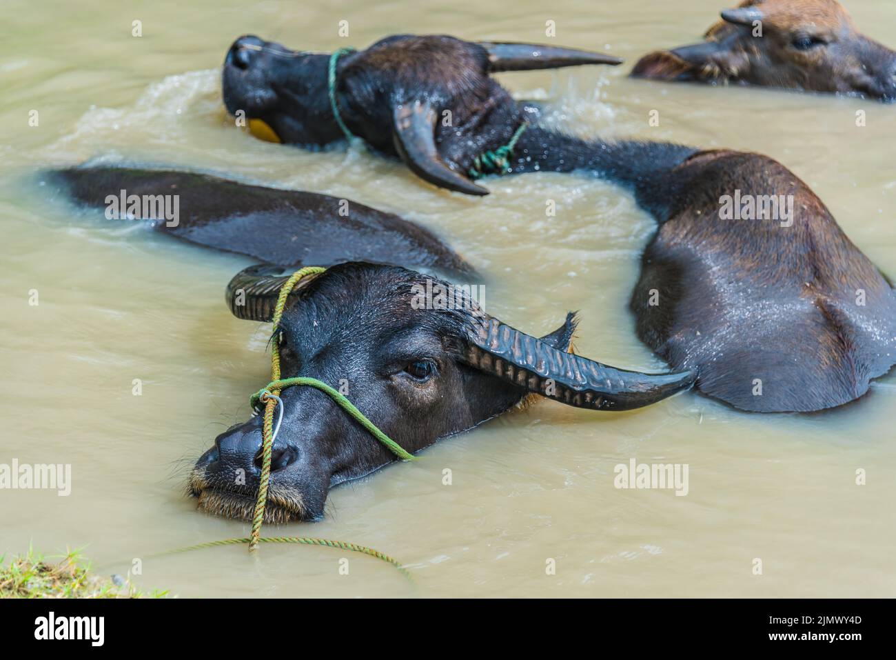Asian water buffalos hi-res stock photography and images - Alamy