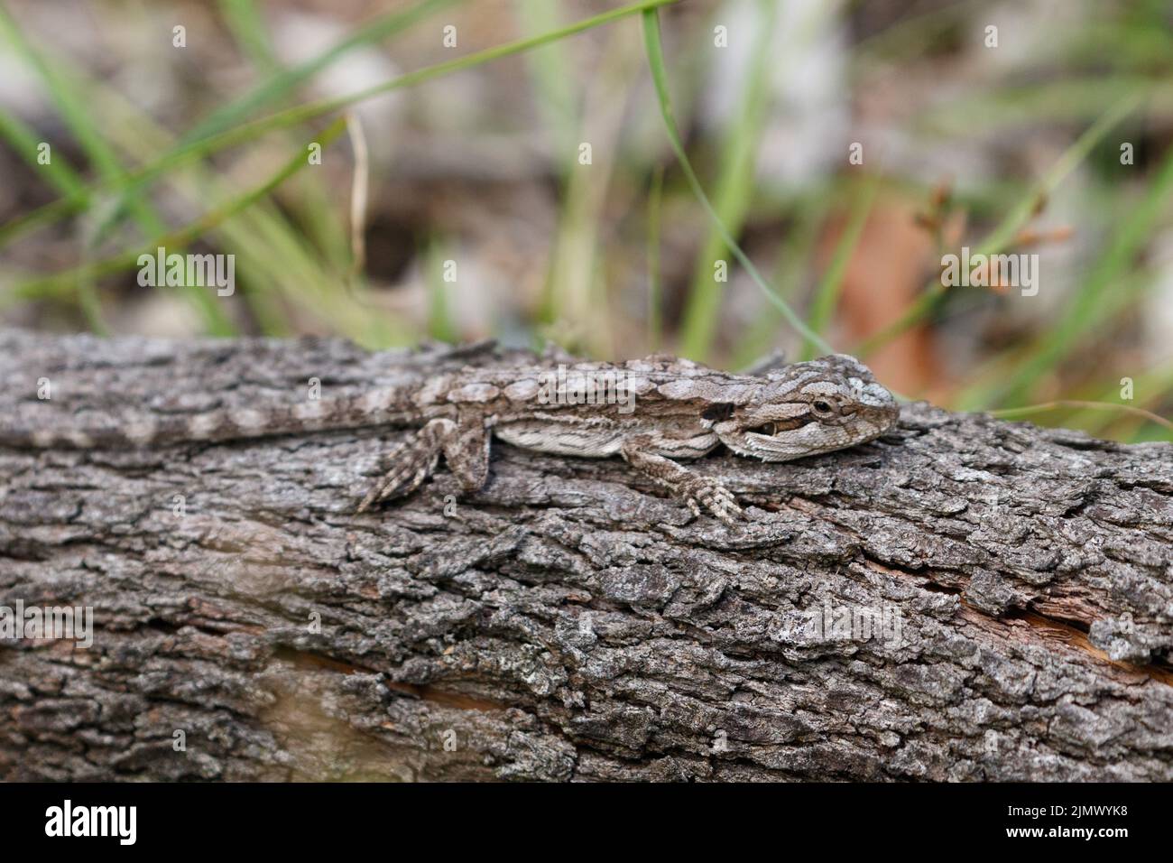 Juvenile Pogona Microlepidota
