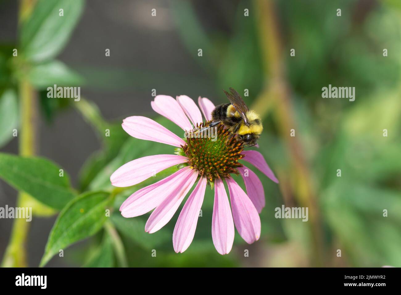 An endangered Rusty-patched bumblebee (Bombus affinis) male visiting ...