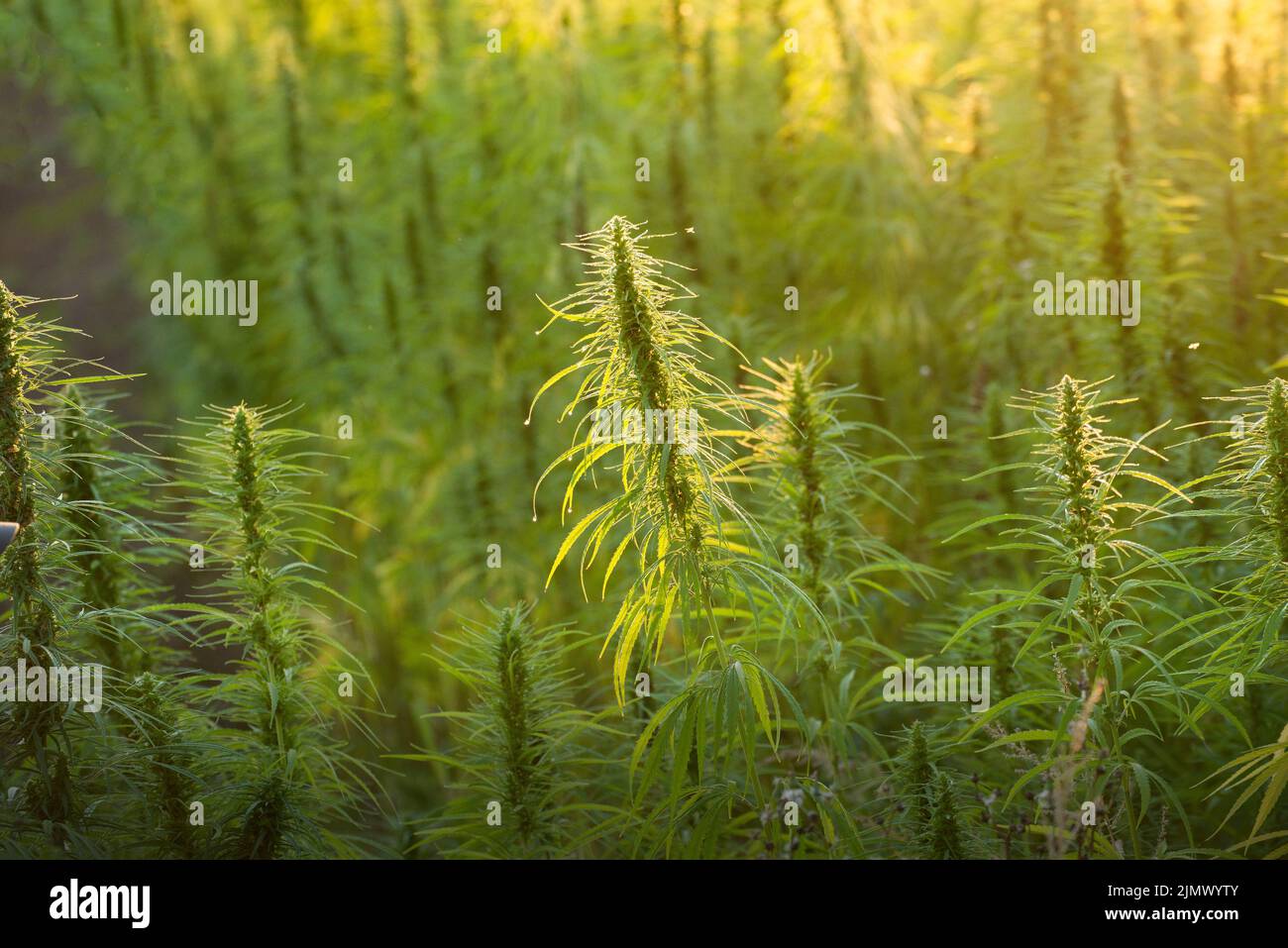 Hemp closeup hi-res stock photography and images - Alamy