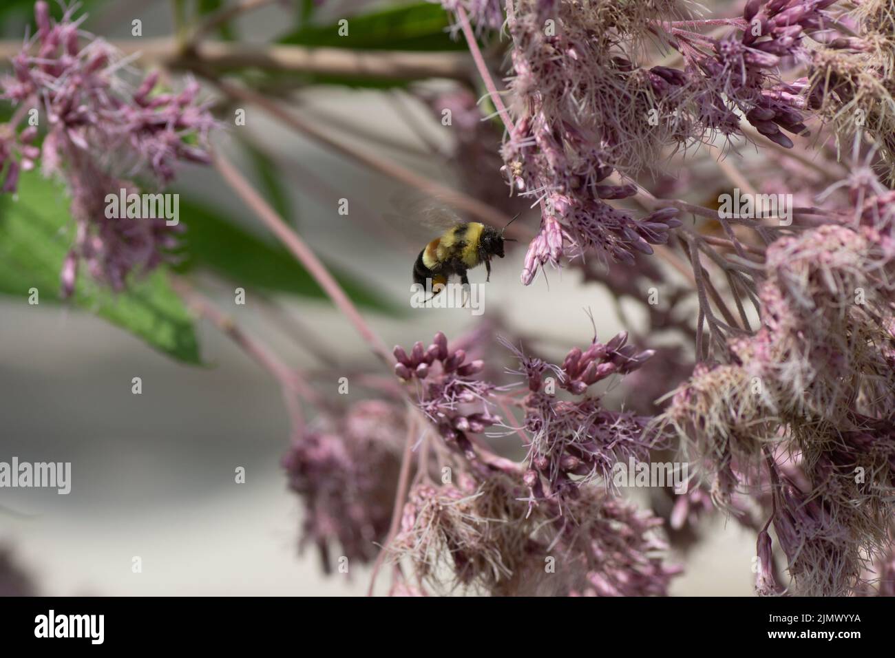 An endangered Rusty-patched bumblebee (Bombus affinis) worker visiting ...