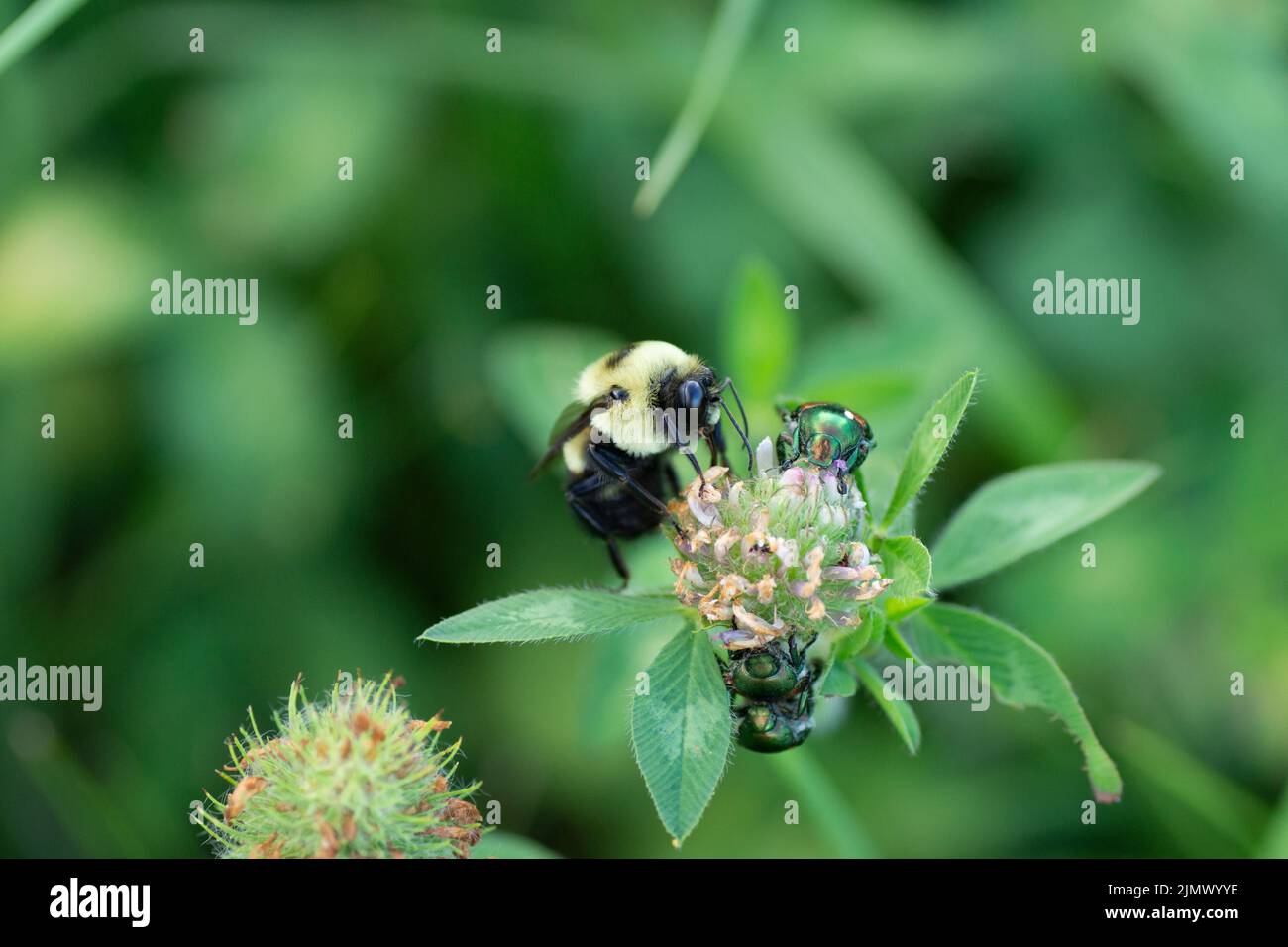 A male brown-belted bumblebee (Bombus griseocollis) and Japanese ...