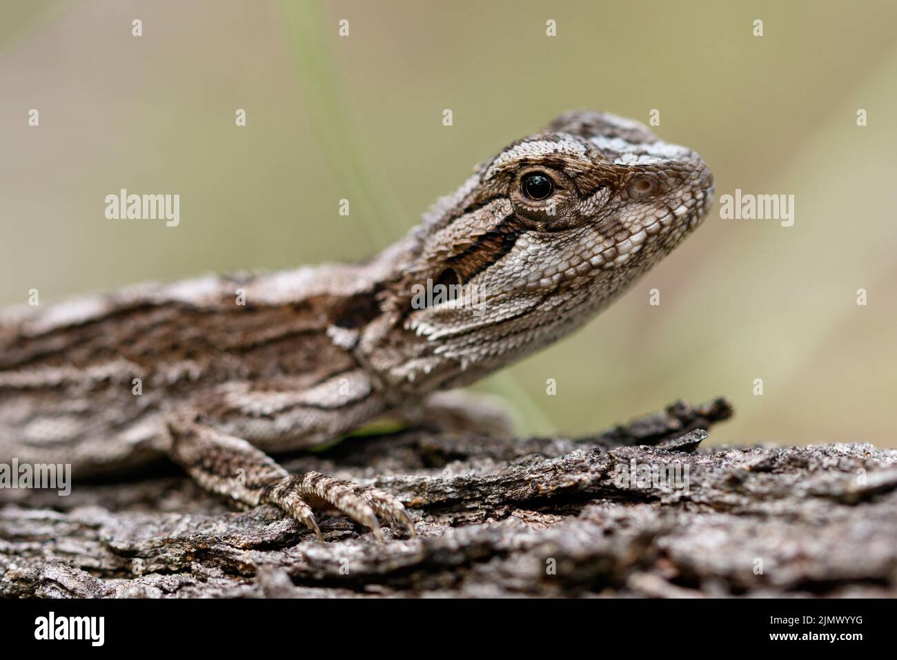Juvenile bearded dragon hi-res stock photography and images - Alamy