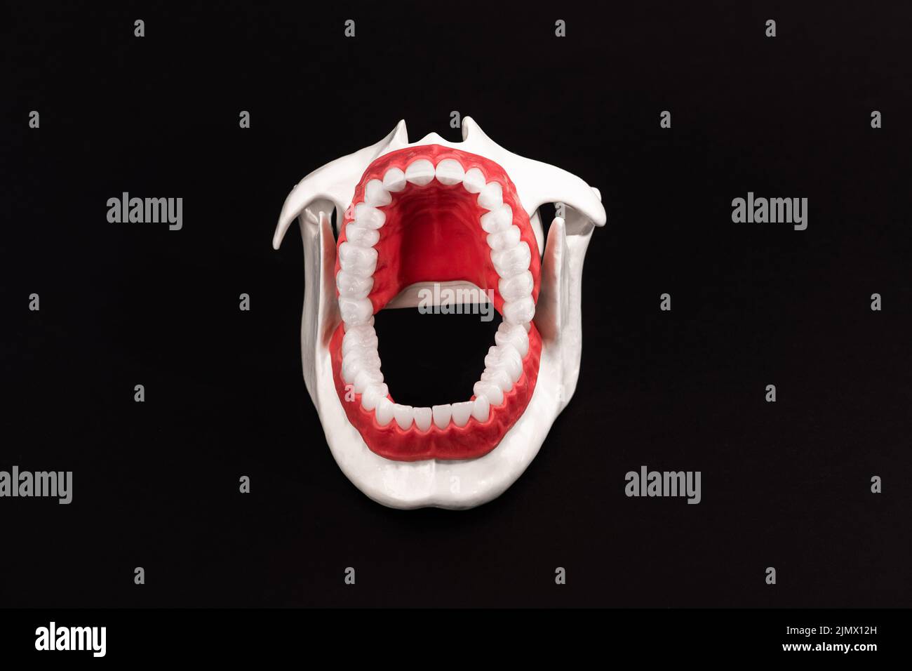 Human jaw with teeth and gums anatomy model isolated on black ...