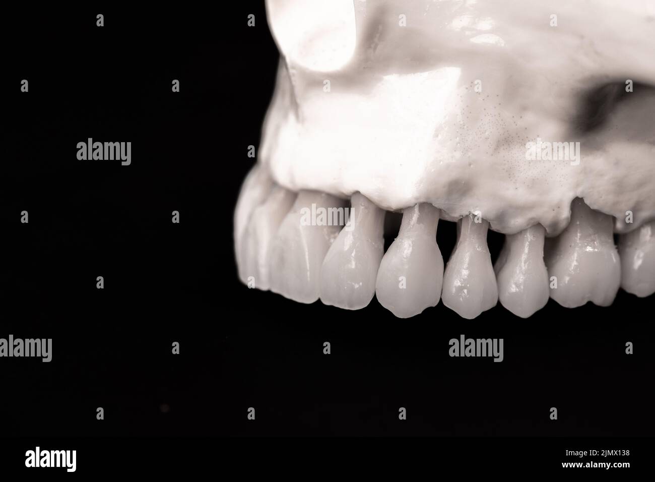 Lower human jaw with teeth anatomy model isolated on black background ...