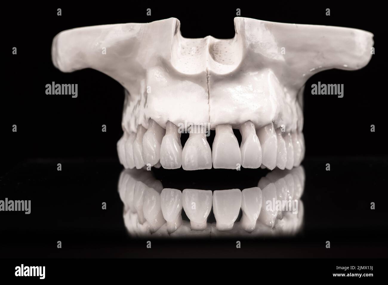 Upper human jaw with a reflection on the glass anatomy model solated on ...