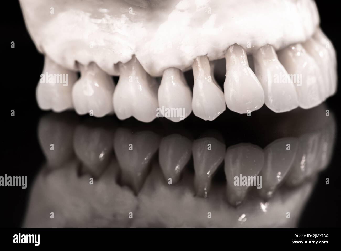 Upper human jaw with a reflection on the glass anatomy model solated on ...