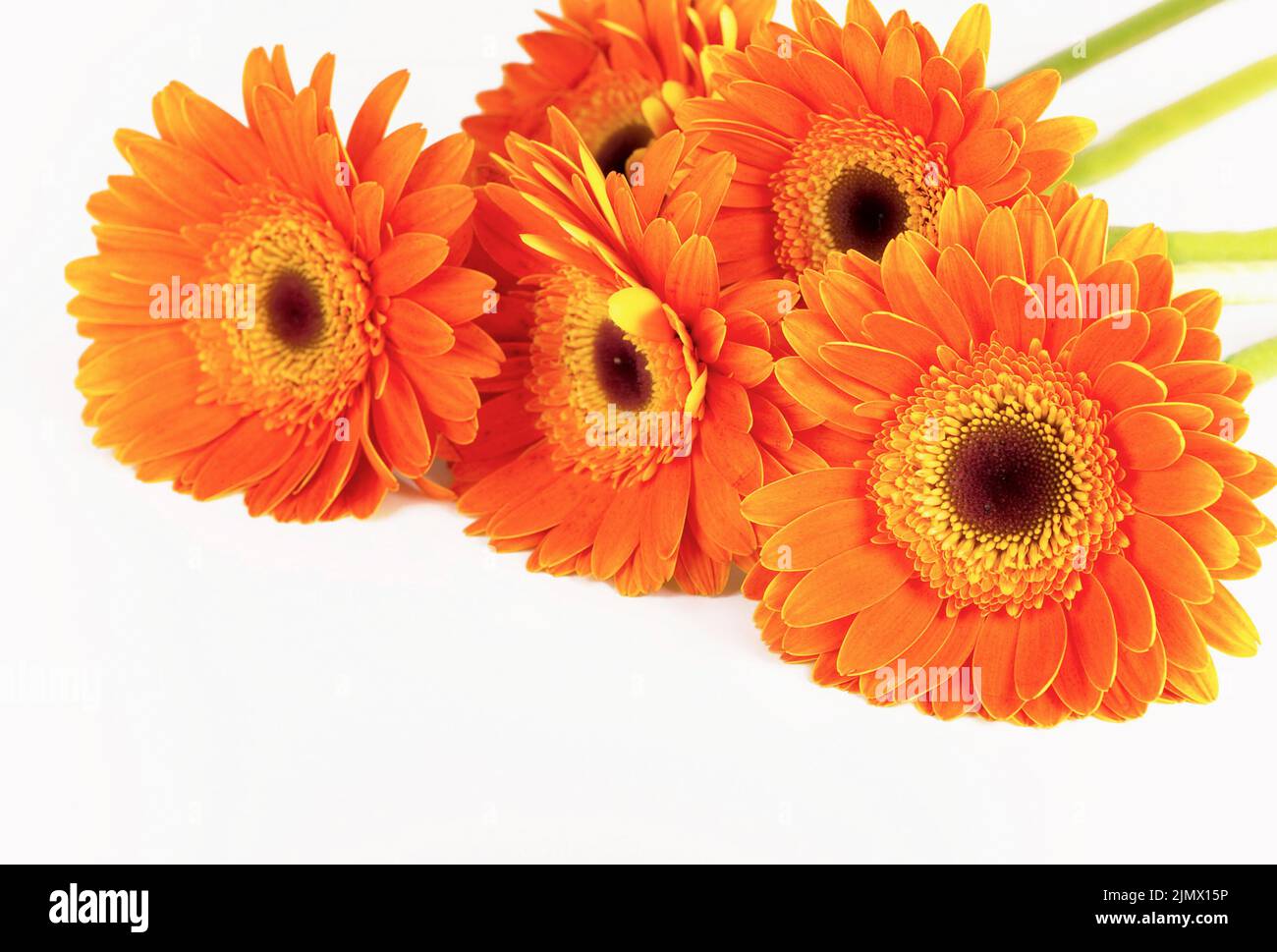 orange gerbera flower on a white background Stock Photo - Alamy