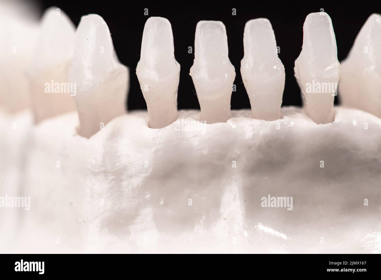 Lower human jaw with teeth anatomy model isolated on black background ...