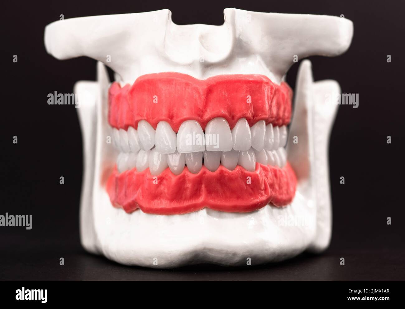 Human jaw with teeth and gums anatomy model isolated on blue background ...