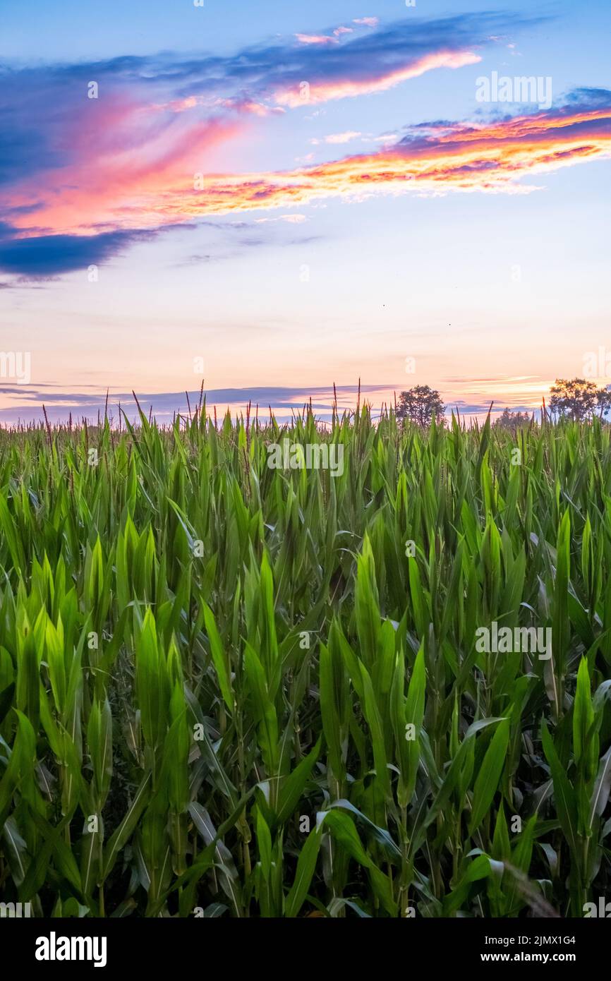 Field with corn on the slope of a hill below a blue sky in the light of ...