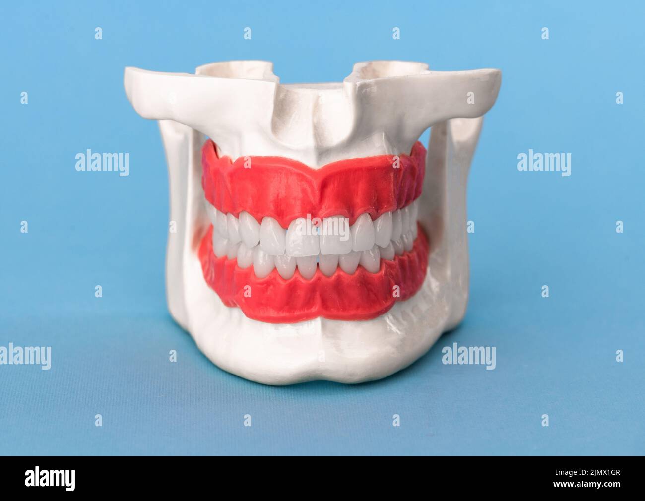 Human jaw with teeth and gums anatomy model isolated on blue background ...