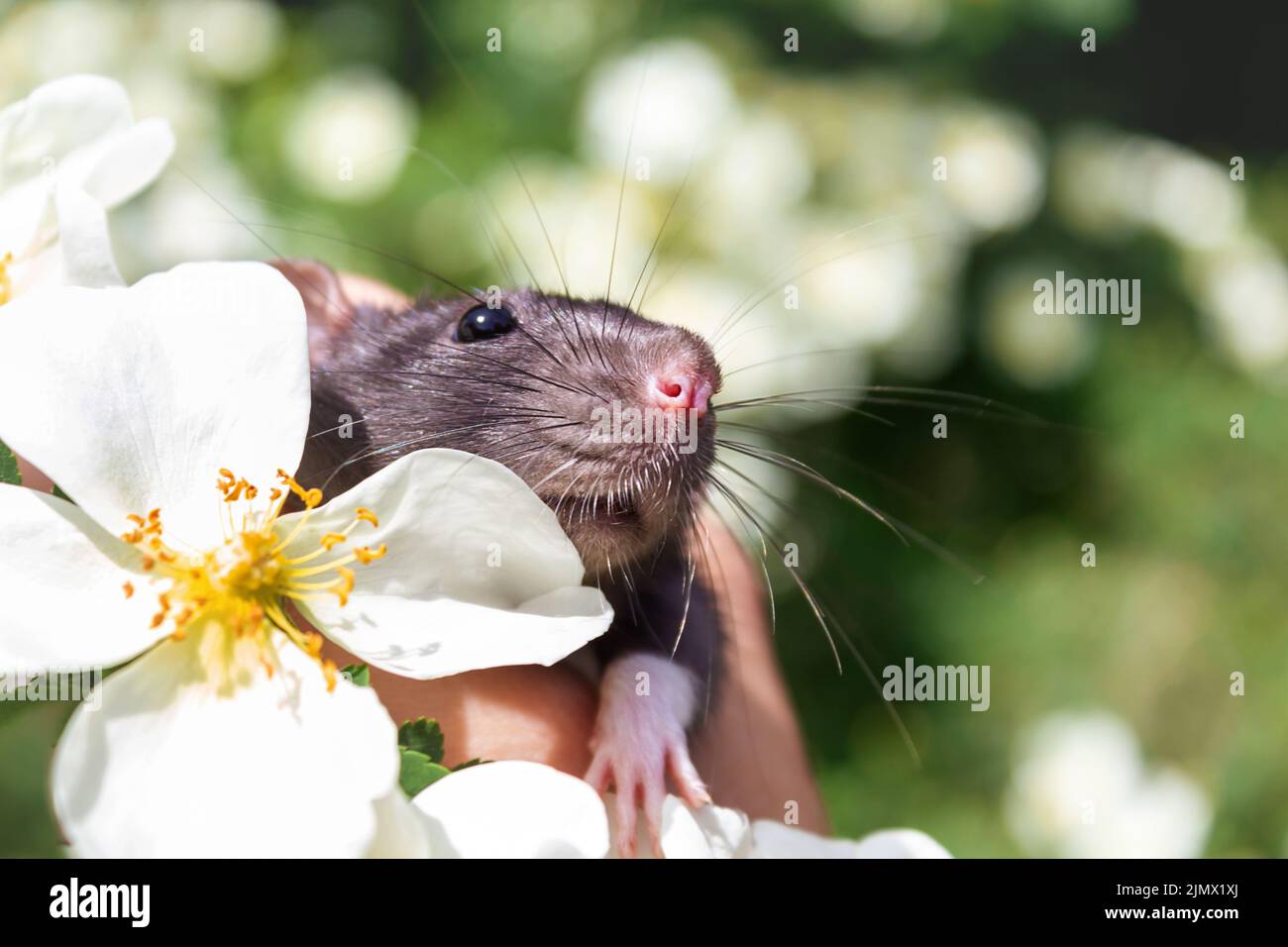 Cute little gray tame rat in flowers Stock Photo - Alamy