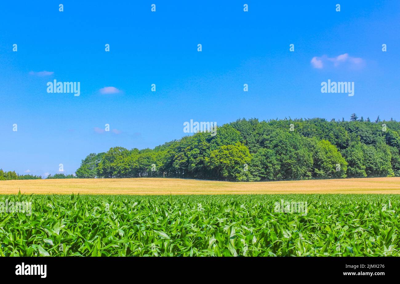 North German agricultural field forest trees nature landscape panorama ...
