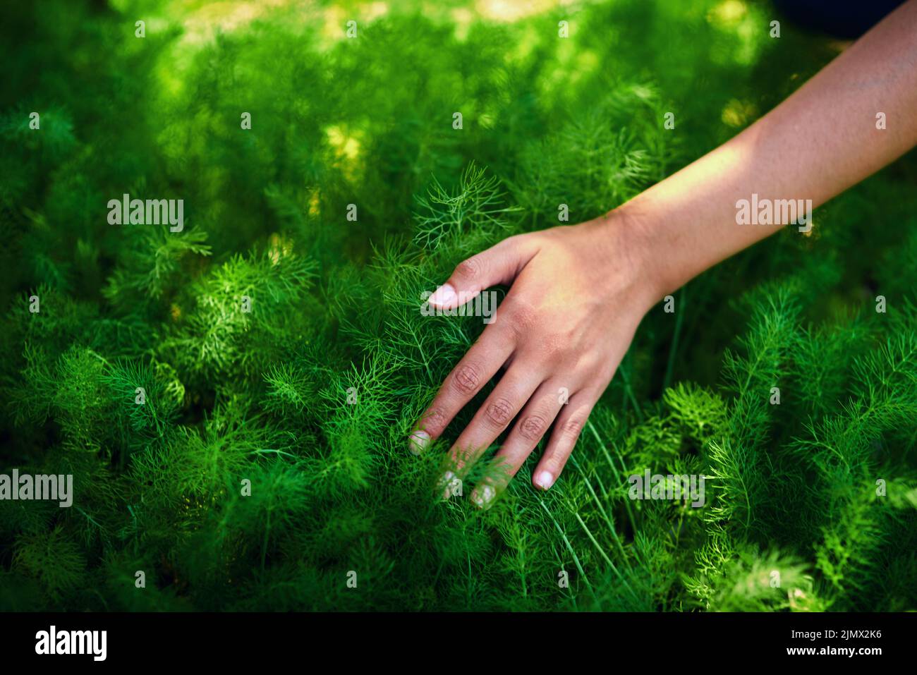 What you plant now, you will harvest later. an unrecognizable female ...