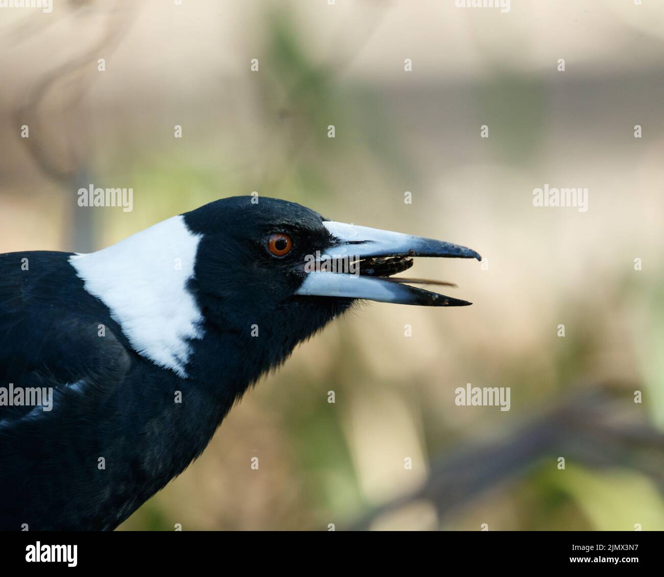 Australian Magpie (Gymnorhina tibicen) foraging for insects in mulch ...