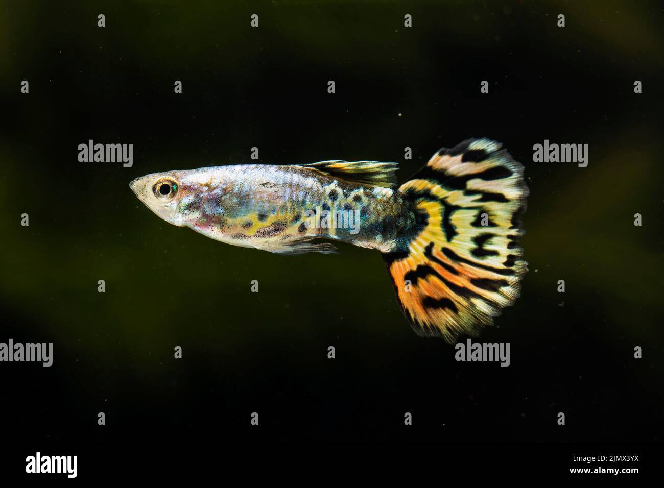 Sideways fish hi-res stock photography and images - Alamy