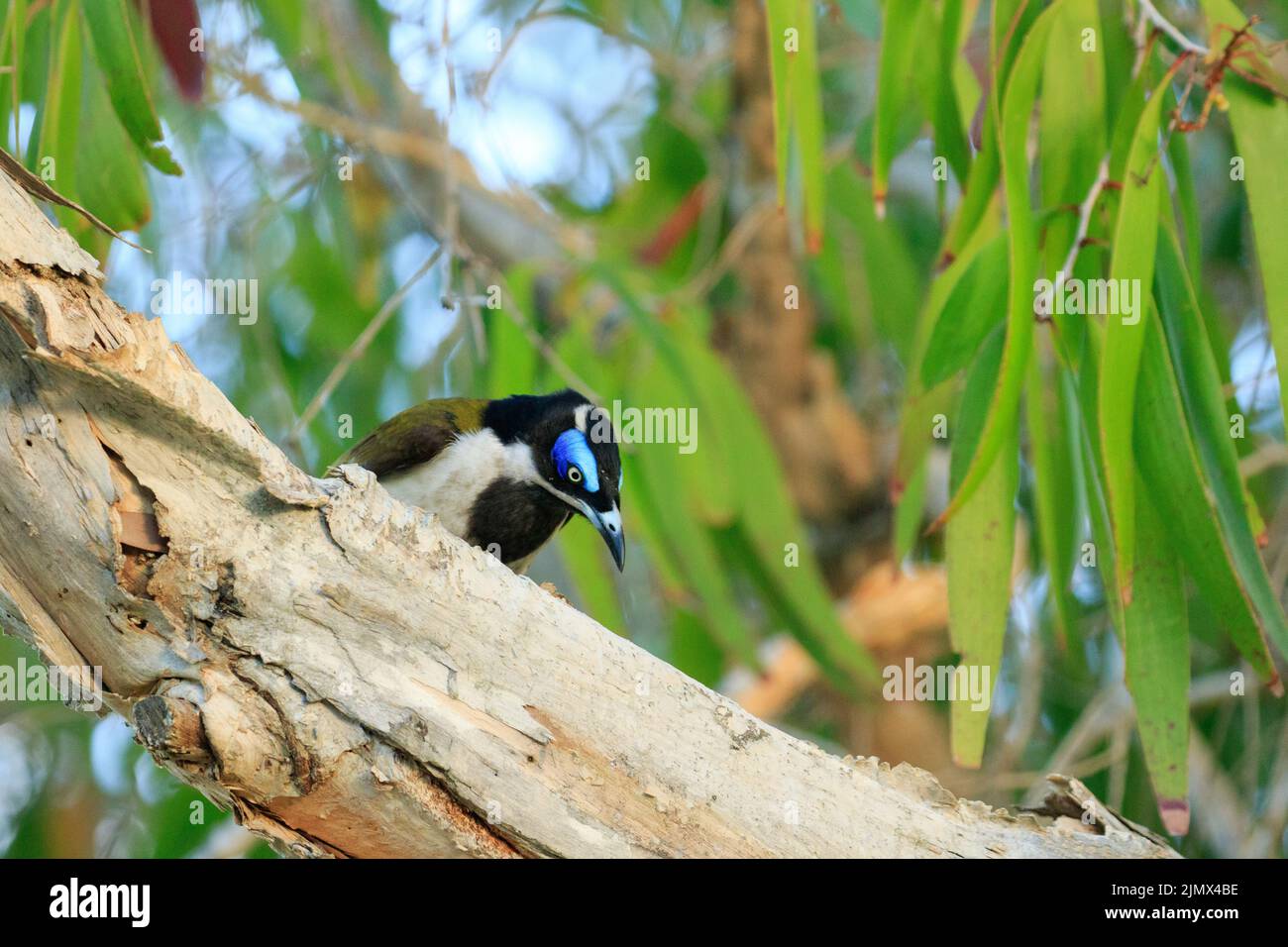 Blue-Faced Honeyeater (Entomyzon cyanotis) searching for insects in the ...