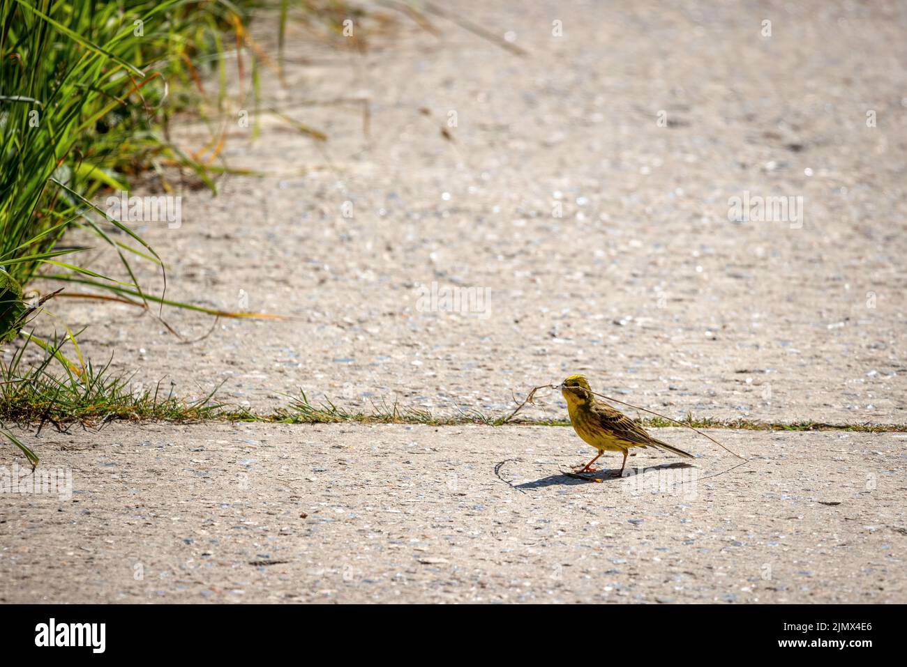 Yellowhammer standing on a concrete track enjoying the morning sunshine ...