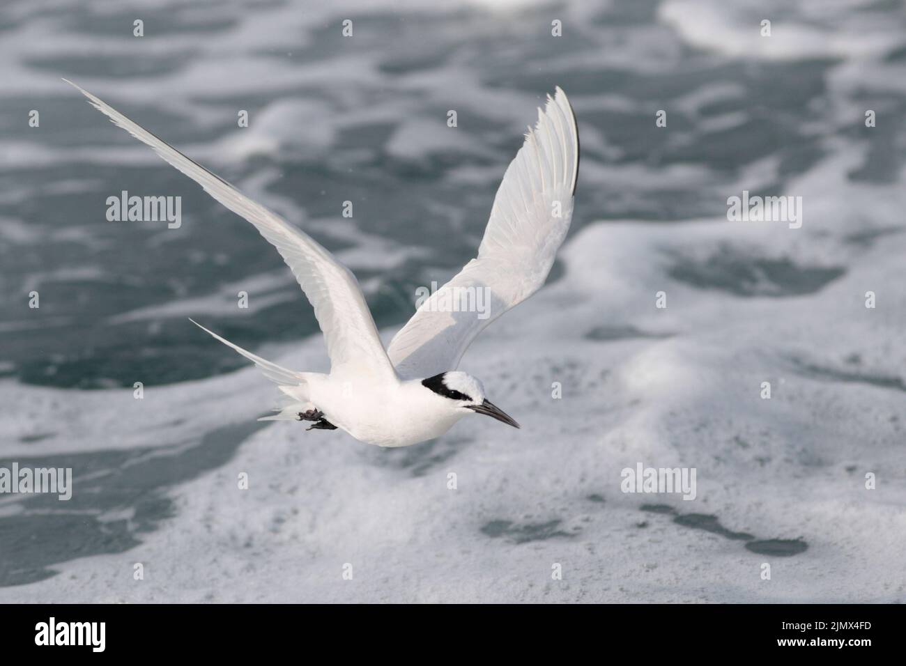 Black-naped Tern (Sterna sumatrana), single adult bird in flight, Sai ...