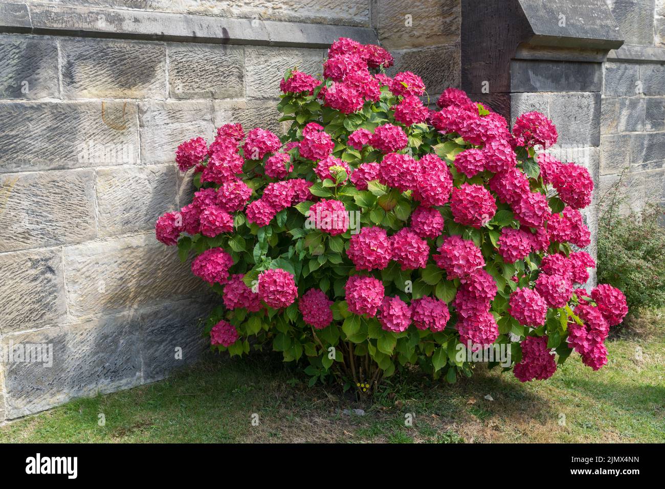 Red Hydrangea in full bloom Stock Photo - Alamy