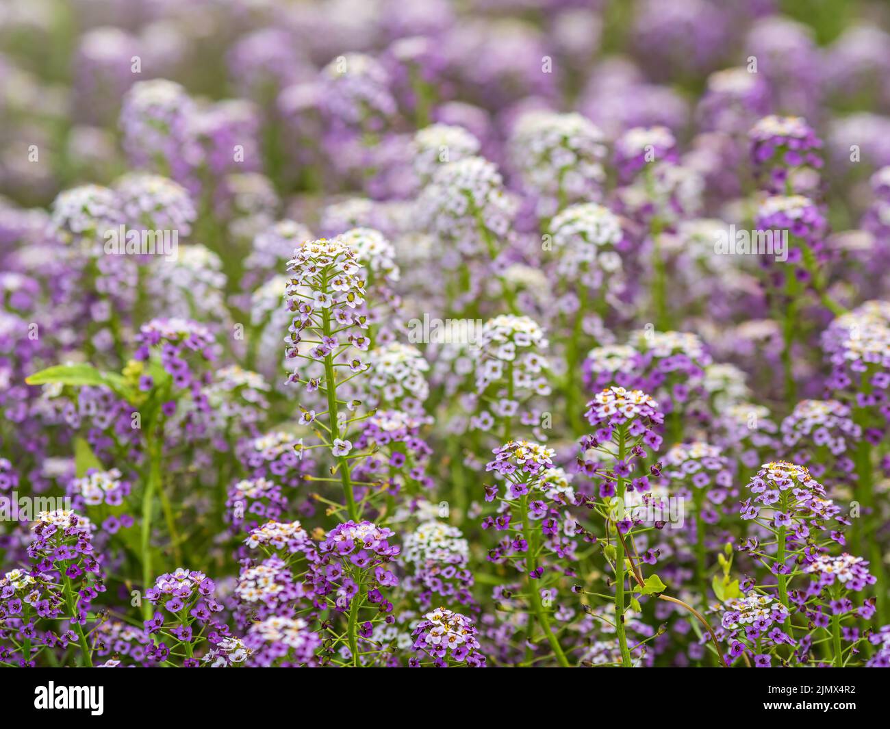 Dainty purple and white flowers of Lobularia maritima Alyssum maritimum ...
