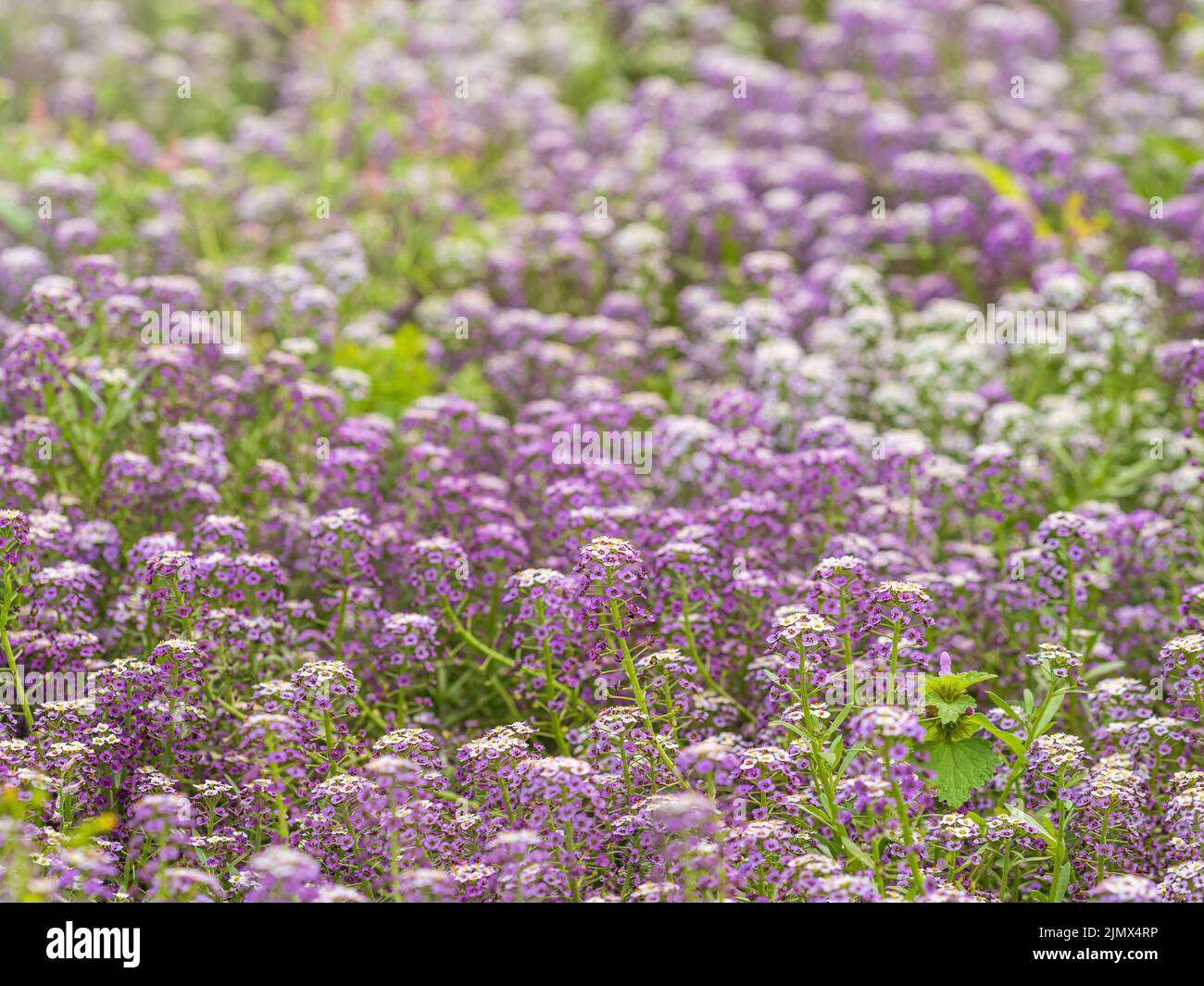 Dainty purple and white flowers of Lobularia maritima Alyssum maritimum ...