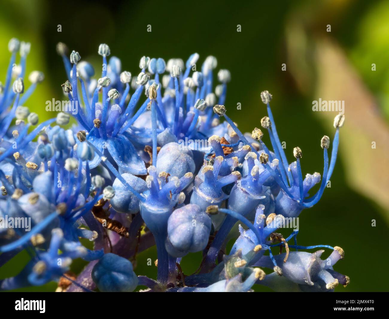 Common hydrangea hydrangea macrophylla hi-res stock photography and ...