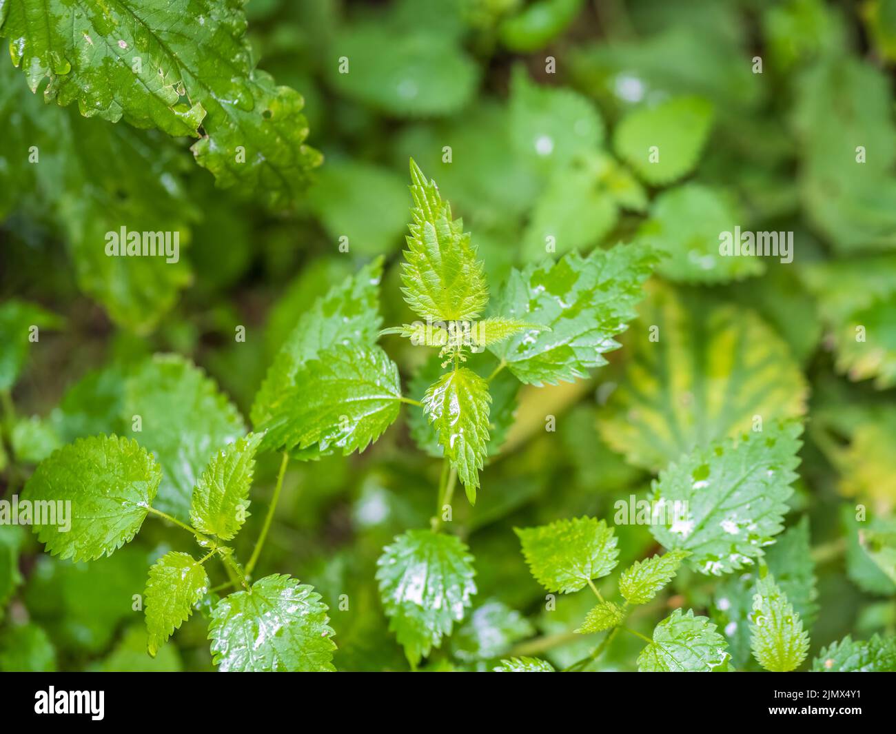 The nettle, Urtica dioica, with green leaves grows in natural thickets ...